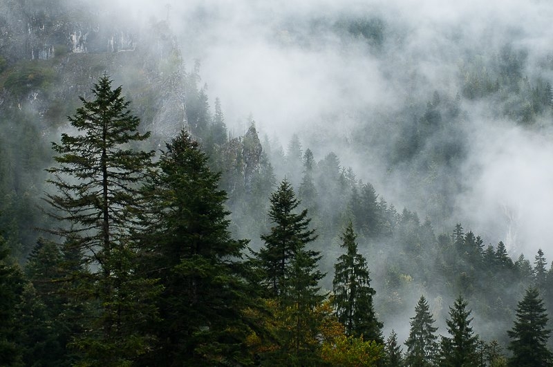 „Plantează în România”, cea mai amplă acțiune de înverzire a României ...