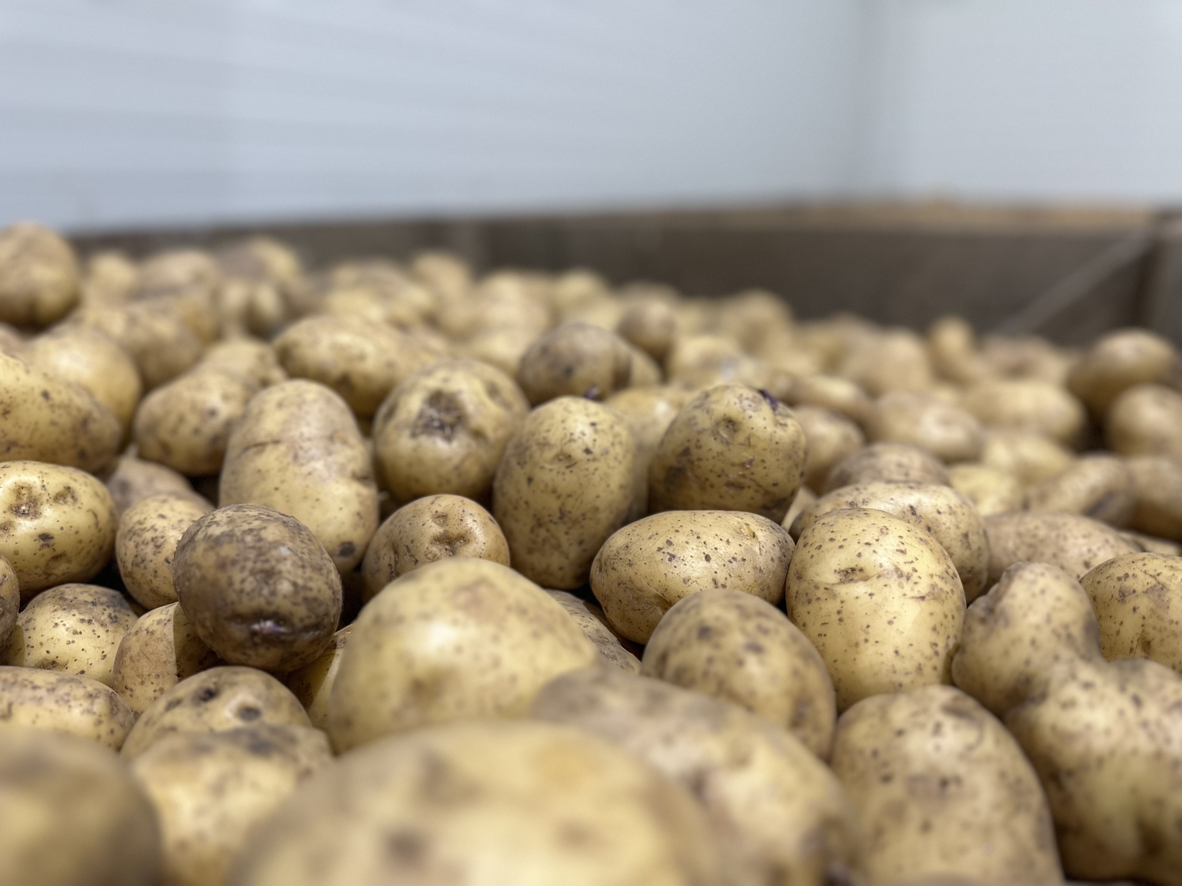 Da, e în România! Am fost la Ferma Cernat, în „patria cartofului”, și ...